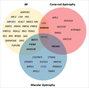 How To Create A Venn Diagram Using Free Venn Diagram Template